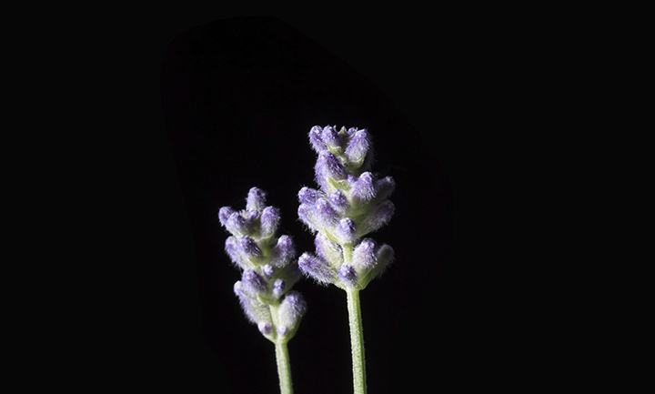 The scent of lavender for a good night's sleep. - Air Aroma